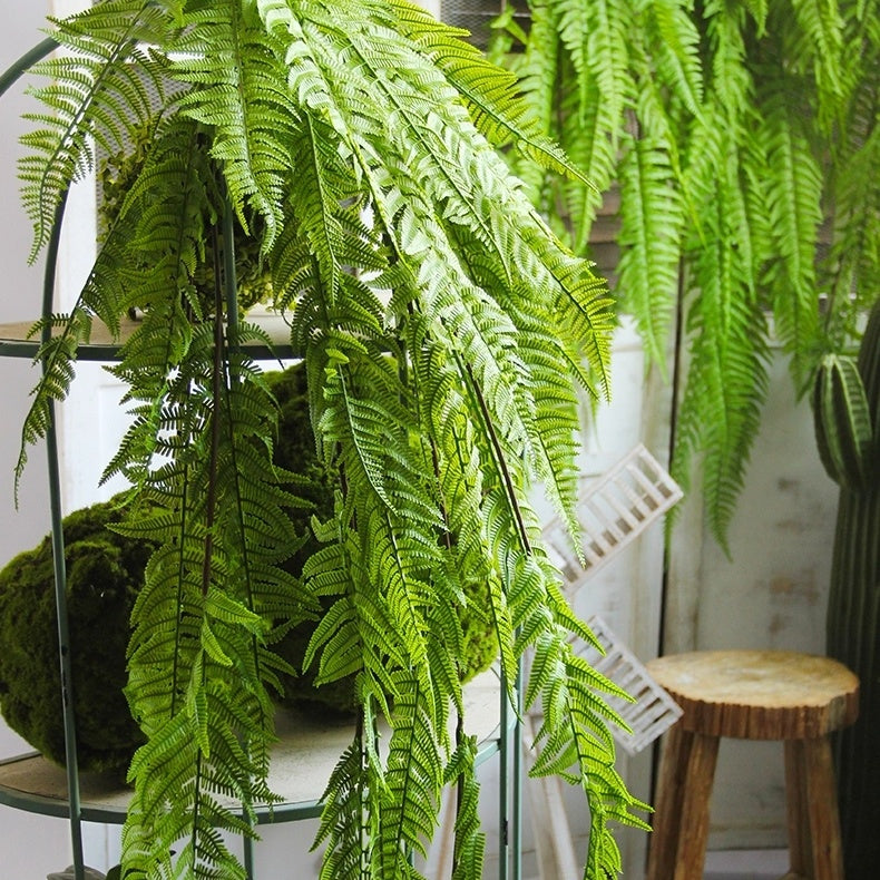 XL Long Trailing New Zealand Fern Silver Fern/Lifelike Hanging Vine/13 ...